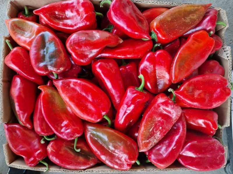 РЕДИЦИ НА ПОЛНОЌ ЗА АЈВАРСКИ ПИПЕРКИ ПО 35 ДЕНАРИ КИЛО ВО ВЕЛЕС ...