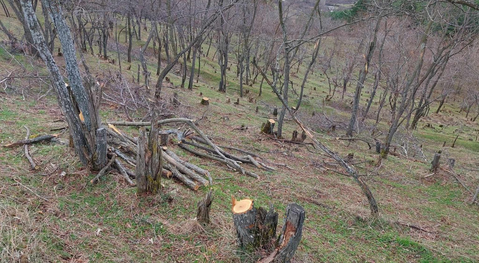МАСАКР НА ДРВЈАТА ВО ШУМАТА КАЈ СМОЛЕВО ВО БИТОЛА - Сакам Да Кажам